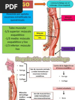Términos de Relación, Comparación y Lateralidad de Anatomía | PDF ...