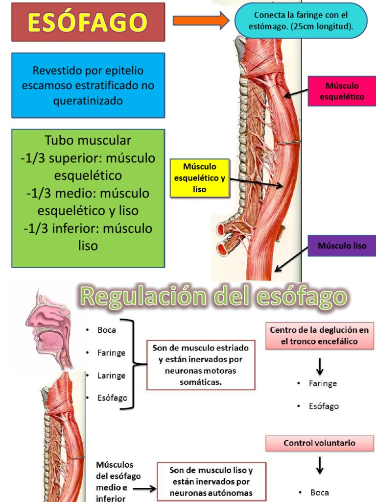 Esófago | PDF | Esófago | Órgano (anatomía)