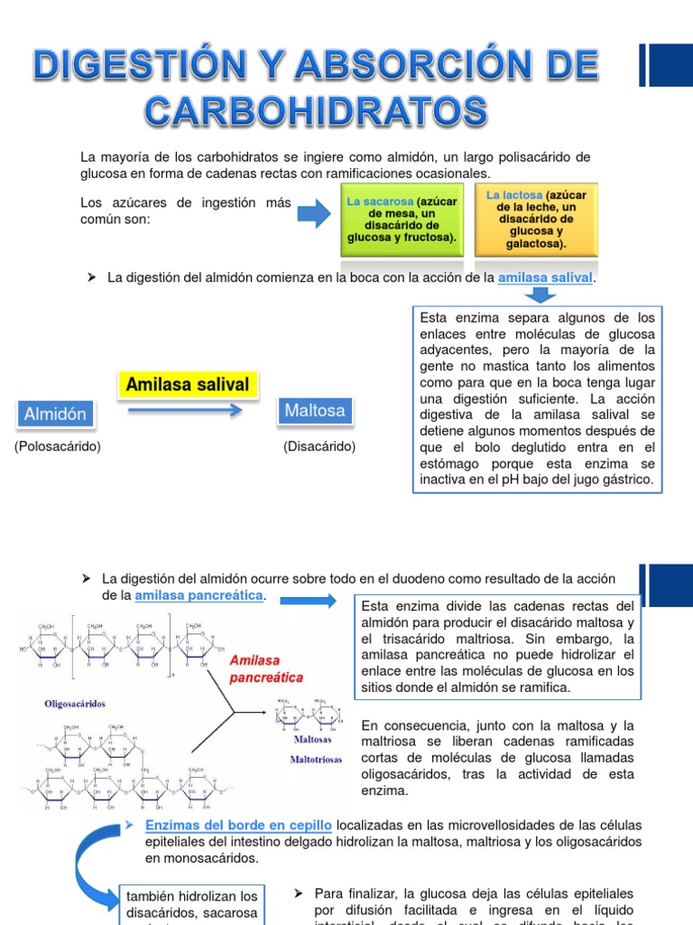 Digestión y Absorción de Carbohidratos | PDF | Digestión | Sacarosa