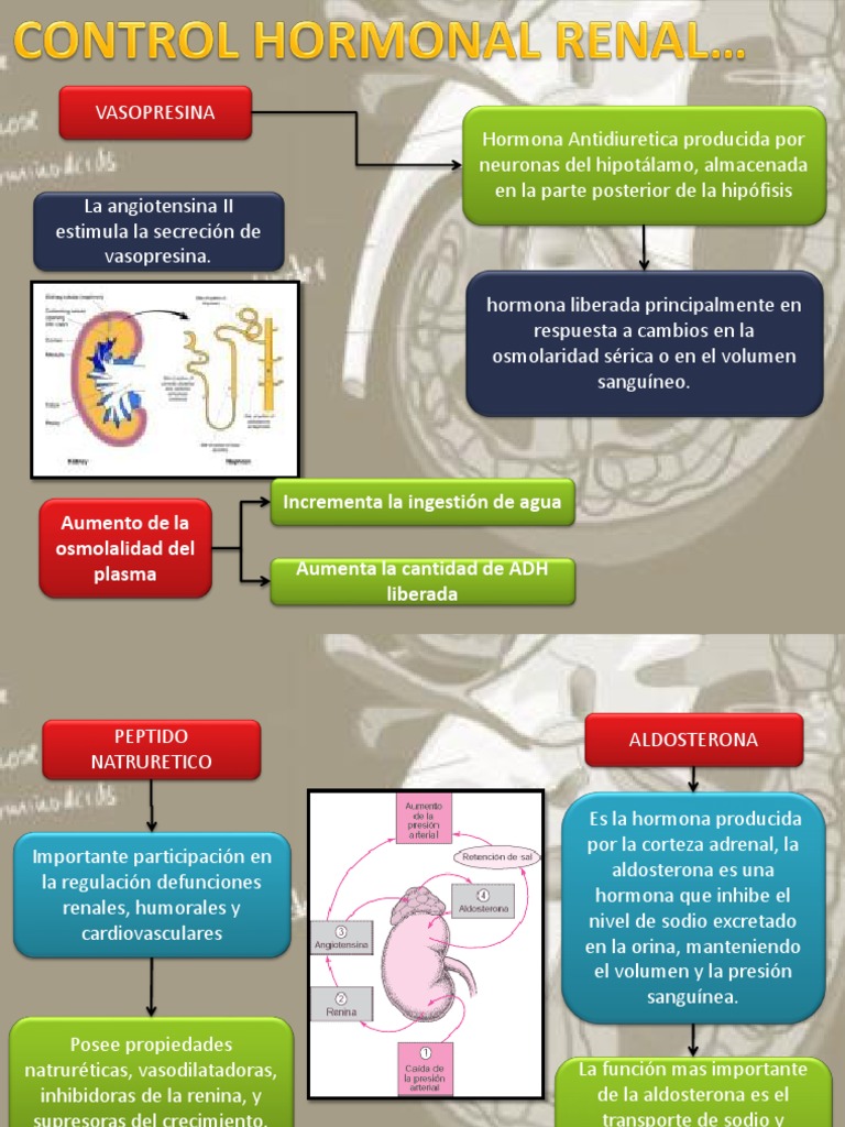 Diagrama Que Explica El Control Hormonal Hormonas, Imagen