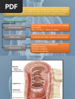 Función y Efectos de la Motilina | PDF | Diarrea | Intestino delgado