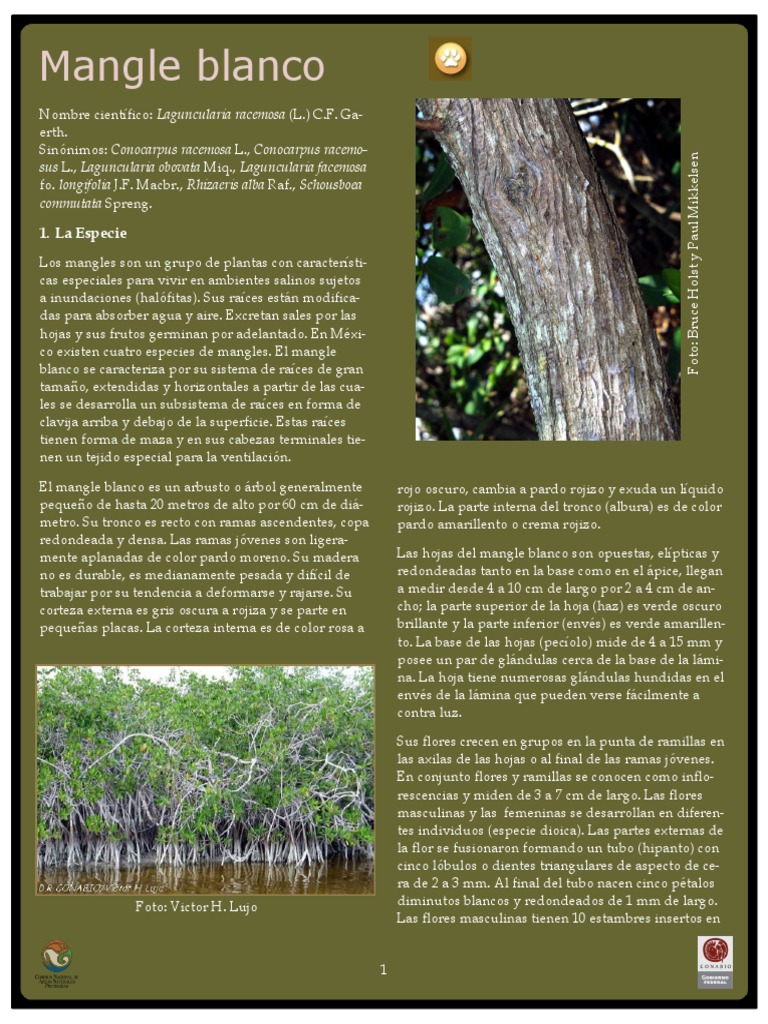 Mangle Blanco | PDF | Mangle | Los bosques