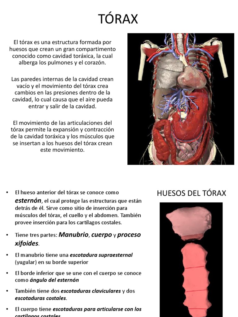 Anatomia TORAX 1 | PDF