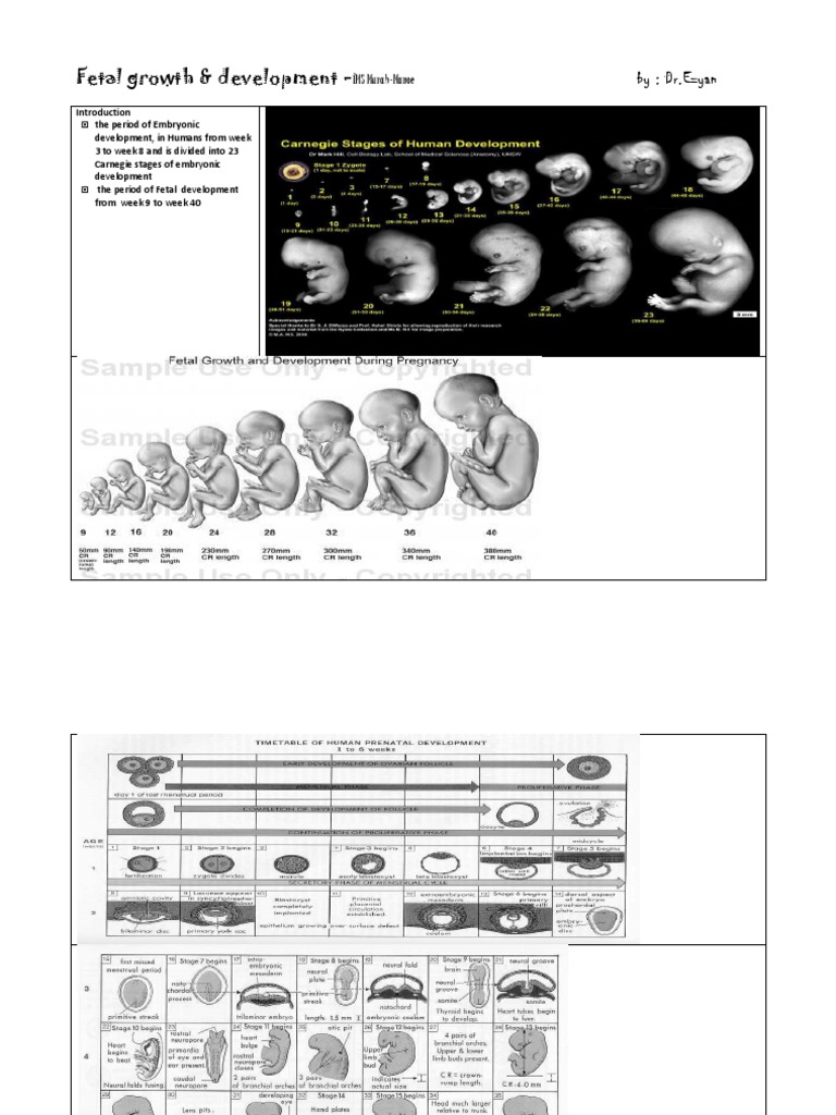 Fetal Growth & Development | PDF | Science & Mathematics
