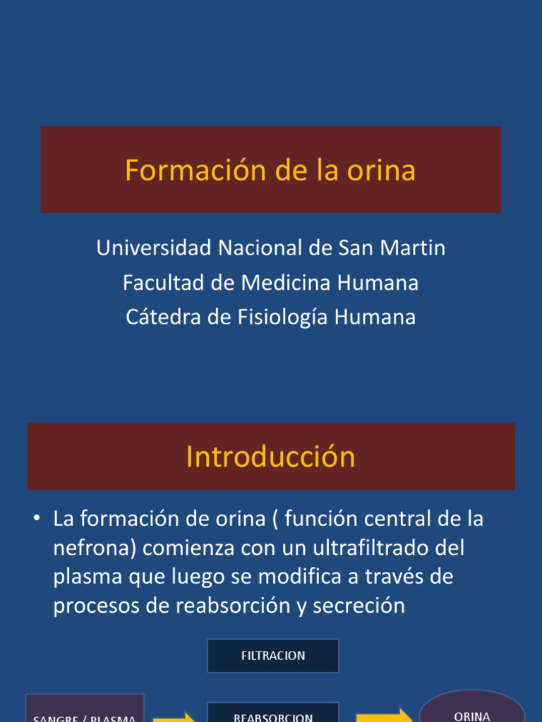 Formación de La Orina | PDF | Riñón | Anatomía