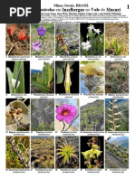 Flora Digital do RS e SC: Acervo e Acesso | PDF | Casa e Jardim