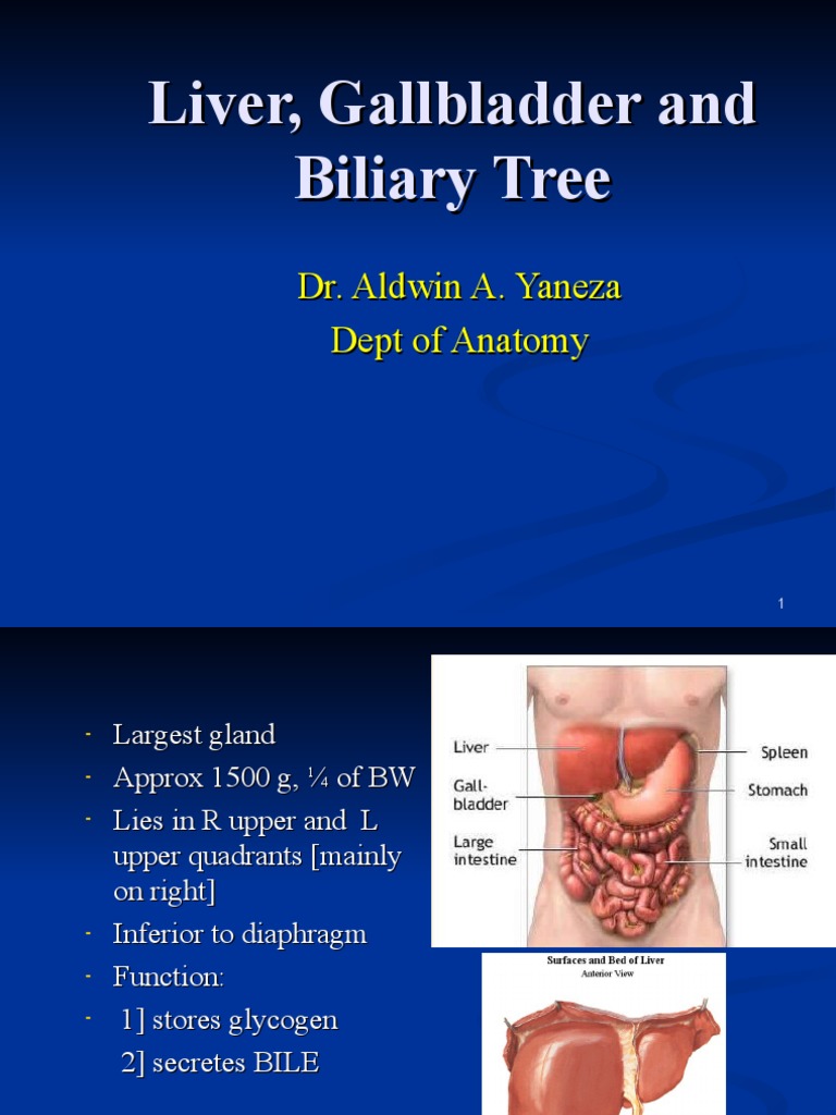 Liver, Gallbladder and Biliary Tree | PDF | Liver | Gallbladder