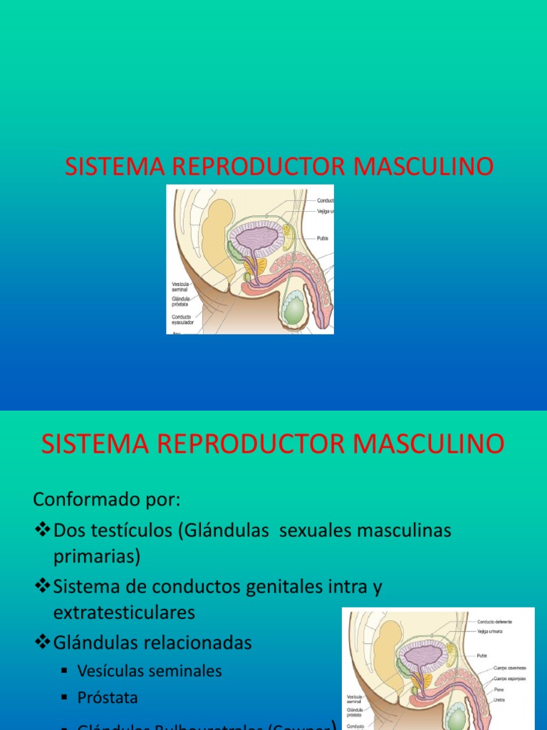 2 1 Organo Reproductor Masculino | Testículo | Semen