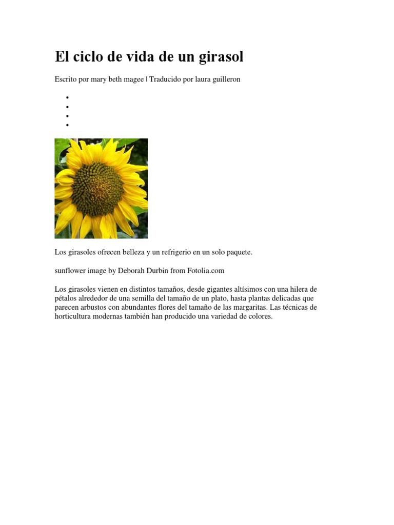 Ciclo De Vida De Un Girasol Girasol Tesoros Brillantes Material