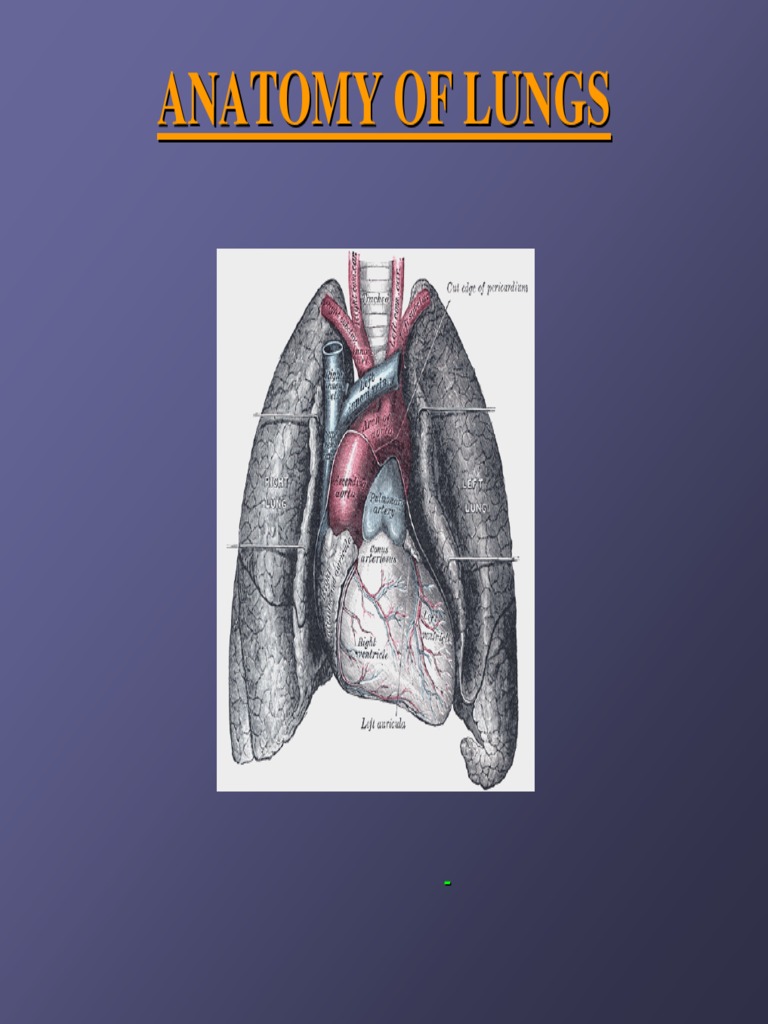 Lungs | Lung | Thorax (Human Anatomy)