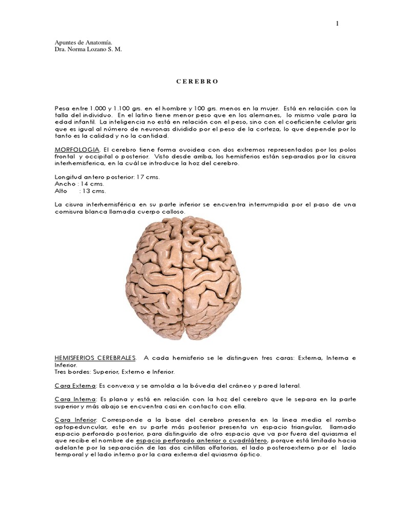 Cerebro 2 Pdf Tálamo Hemisferio Cerebral