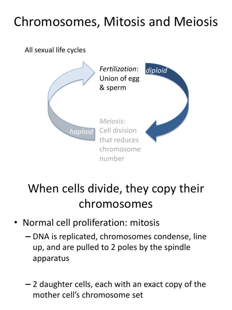 Lecture 3 Biology | PDF | Meiosis | Ploidy