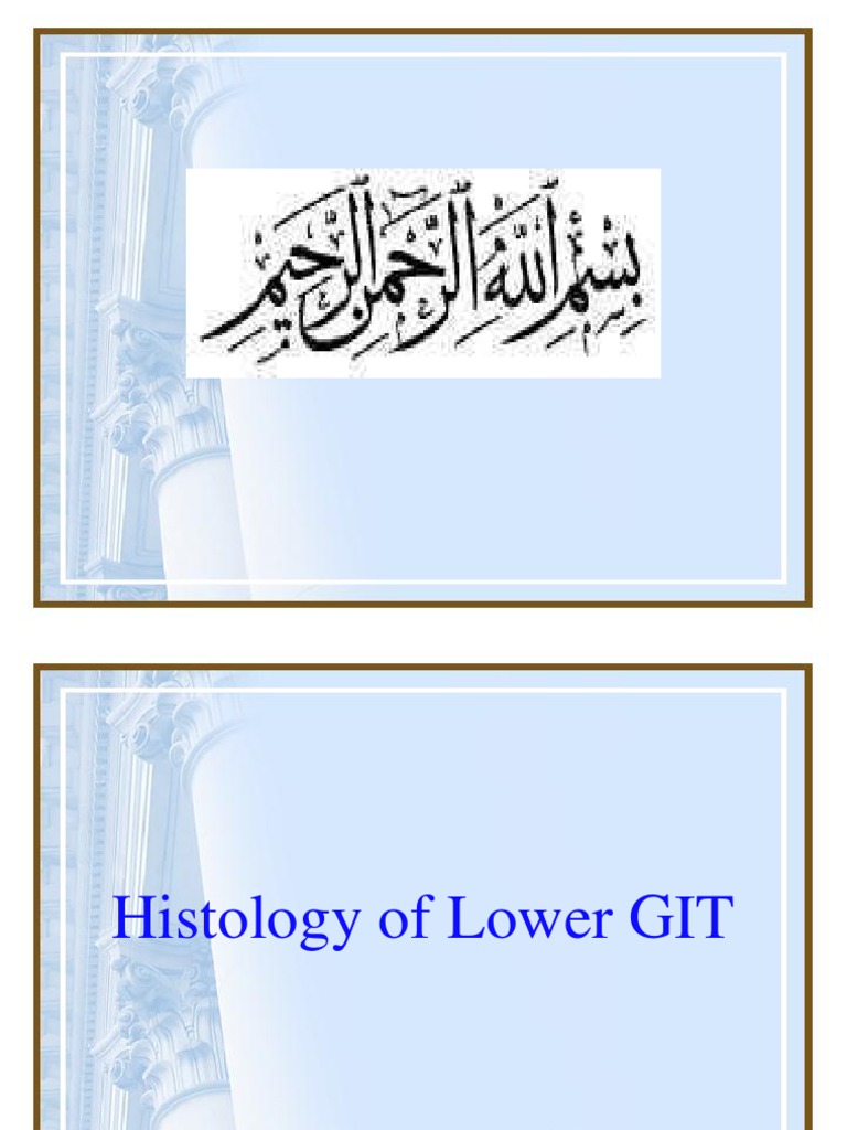 Histology of Lower GIT | Download Free PDF | Epithelium ...