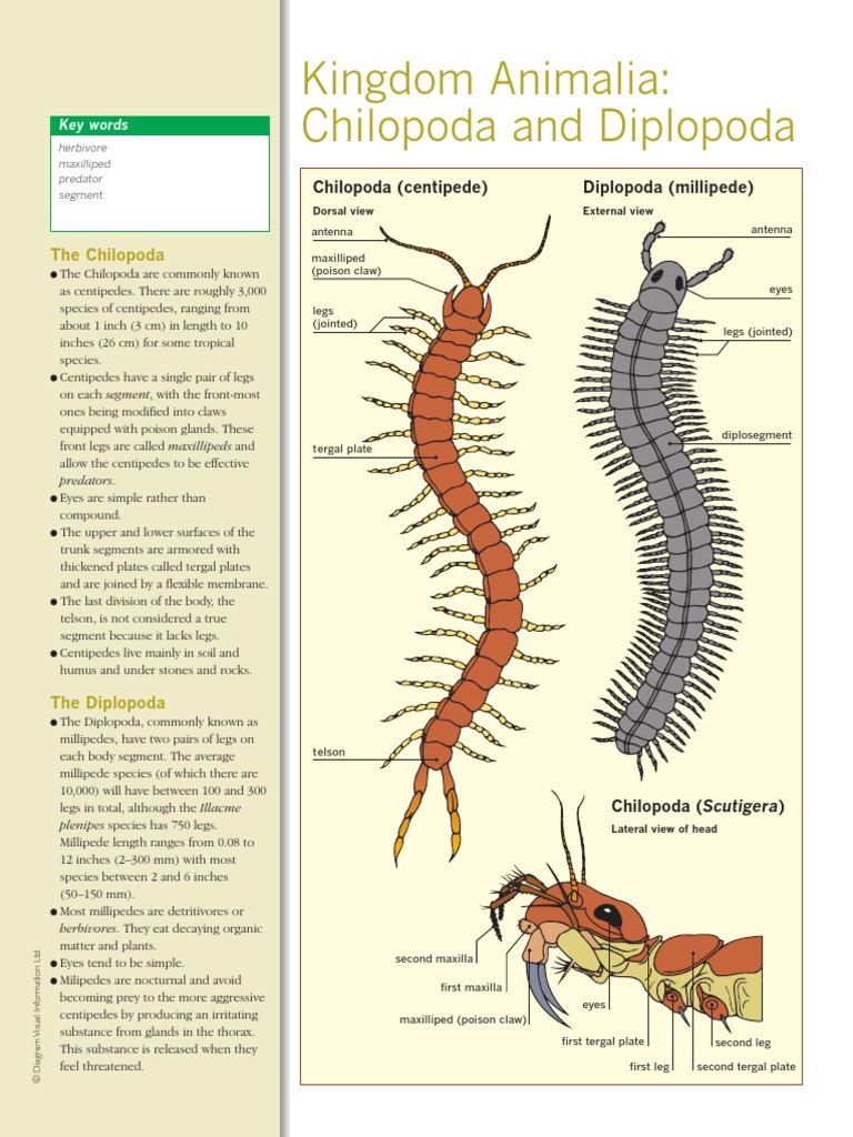 Chilopoda vs. Diplopoda Anatomy | PDF