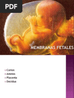 Cotiledones en la placenta y su función | PDF | Placenta | Parto