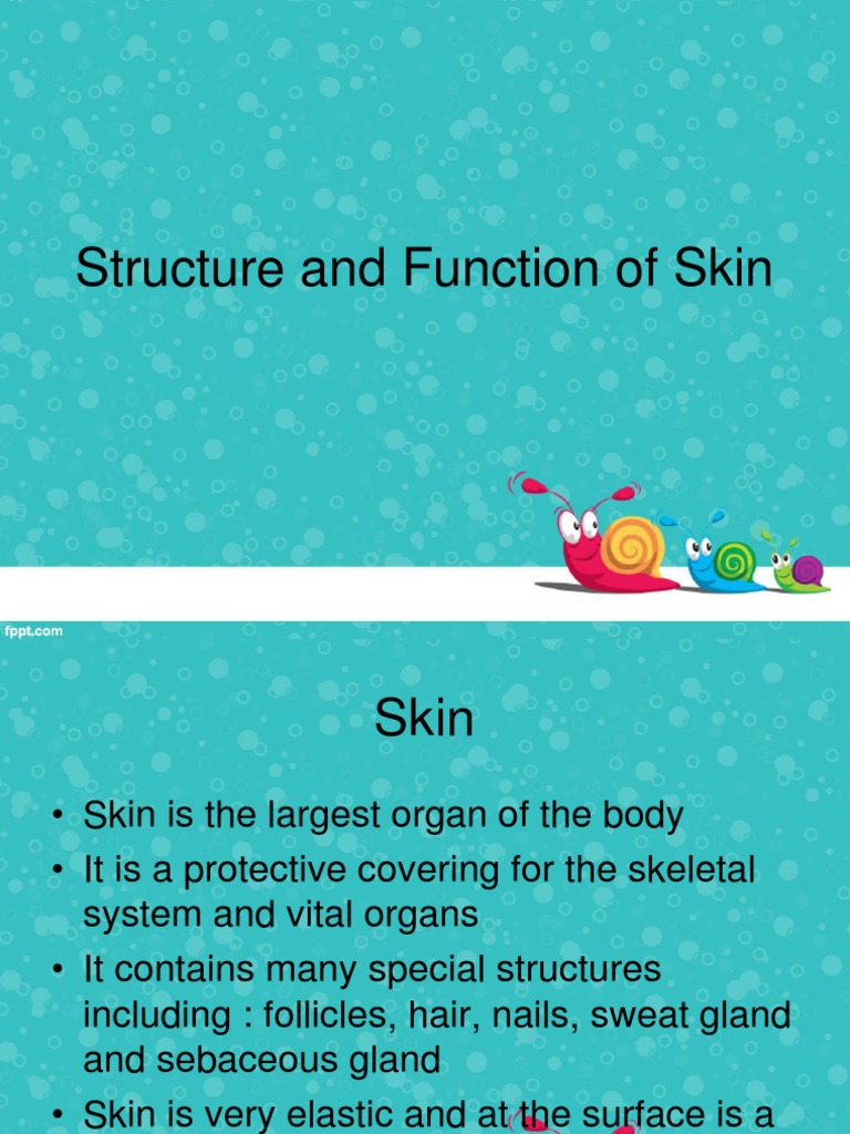 Structure of Skin | PDF | Skin | Epidermis
