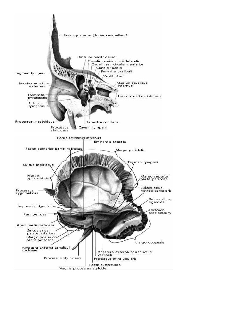 Anatomija 2 | PDF