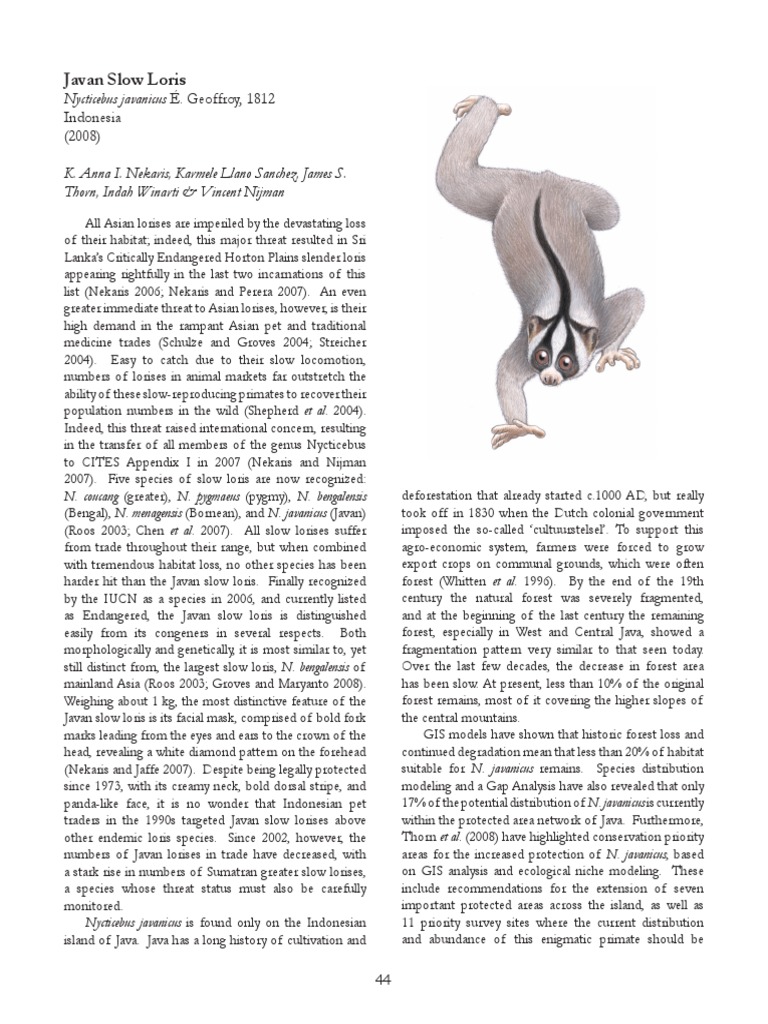 Javan Slow Loris | PDF | Mammals Of Asia | Primate Taxonomy