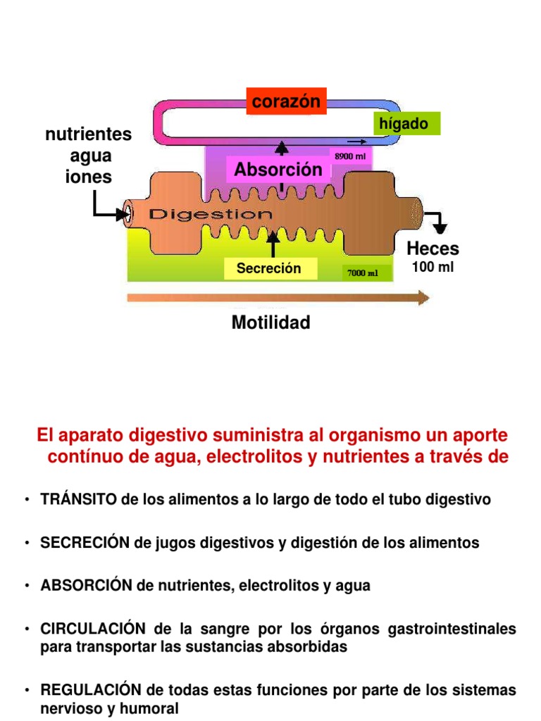 Motilidad Intestinal | Sistema digestivo humano | Músculo