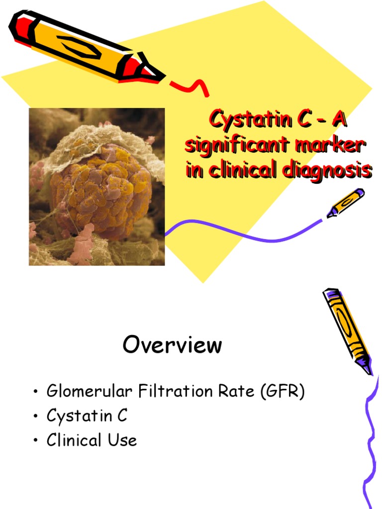 Cystatin C forforgein2006 | Renal Function | Creatinine