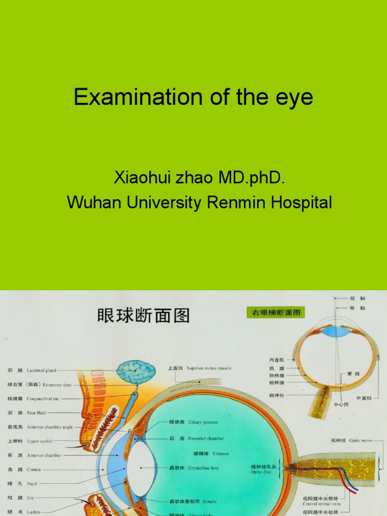 Examination of The Eye: Xiaohui Zhao MD - Phd. Wuhan University Renmin Hospital | PDF | Human ...