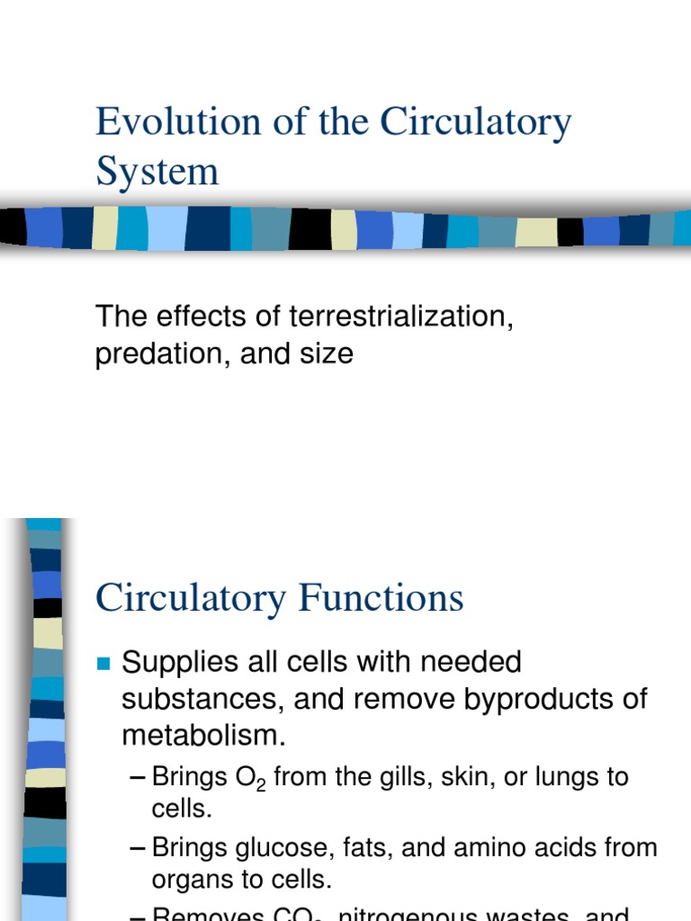 Evolution of The Circulatory System | PDF | Circulatory System | Heart