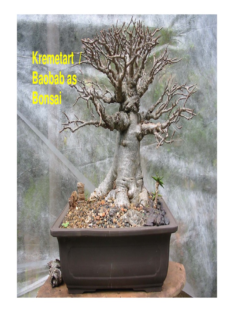 Baobab Tree Bonsai