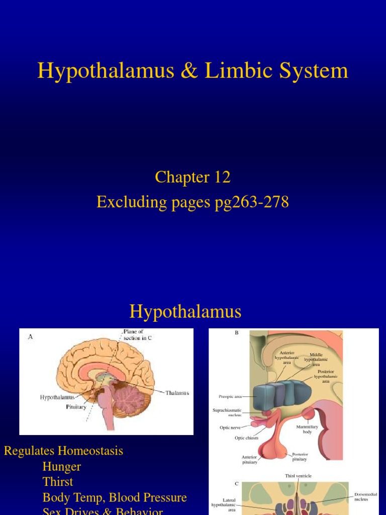 Limbic System | PDF | Limbic System | Amygdala
