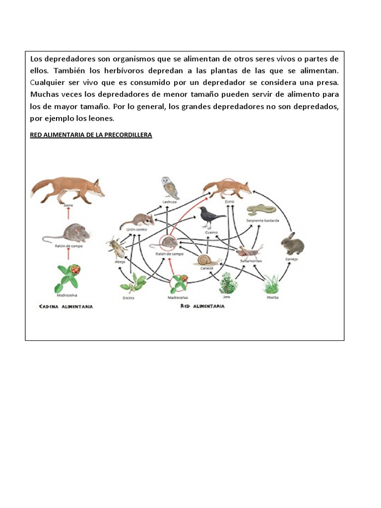 Organismos Productores y Consumidores