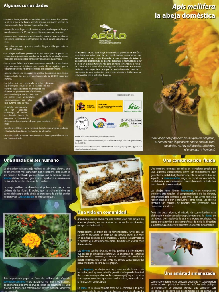 Triptico Apis Mellifera Nivel2 | PDF | Western Honey Bee | Abejas