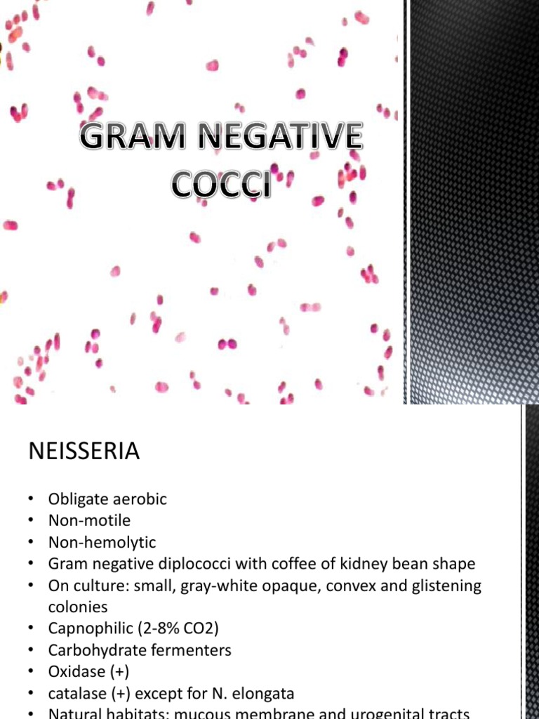 Gram Negative Cocci-Sem 1. | PDF | Microbiology | Medicine
