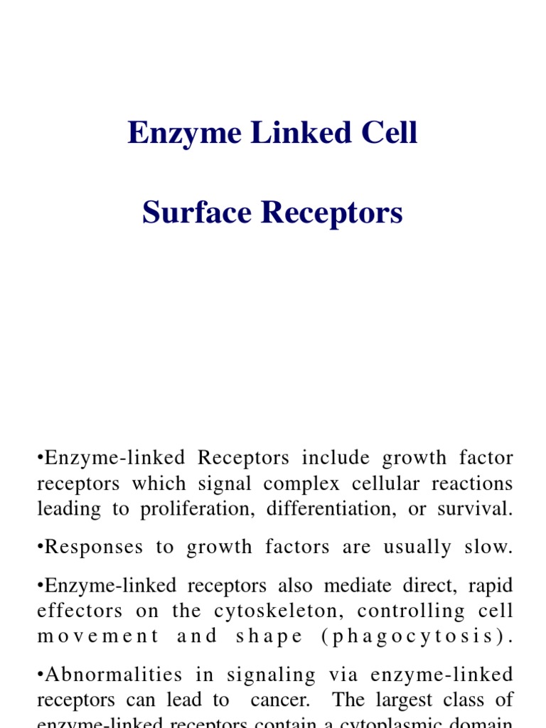 Enzyme Linked Receptors Lecture | PDF | Protein Kinase | Mitogen ...