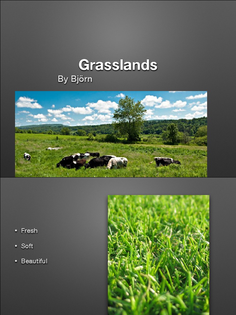 Overview of Grassland Biomes | PDF | Home & Garden