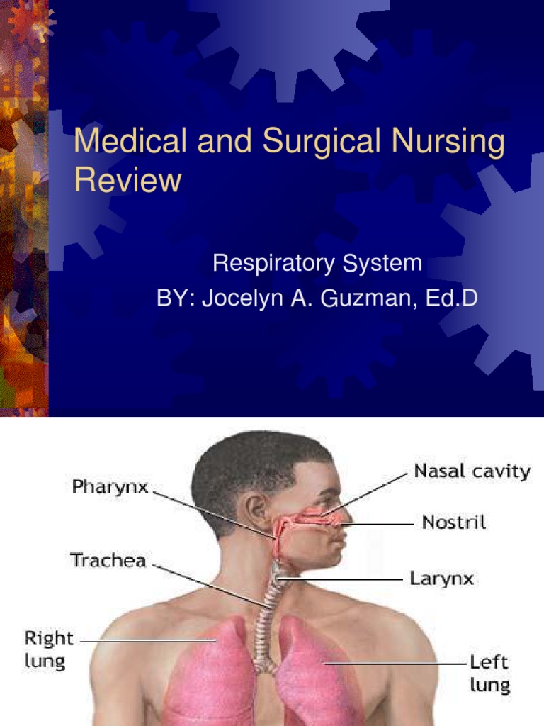 Nursing Respiratory System | PDF | Respiratory Tract | Respiration