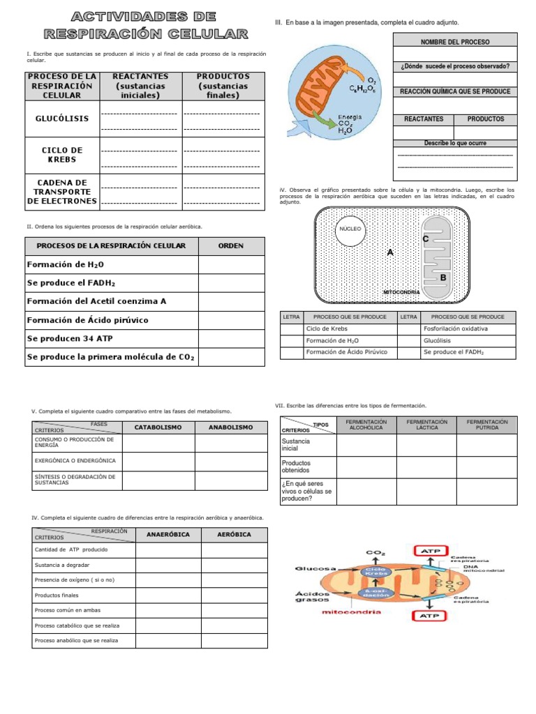 Actividades Resp Celular | PDF