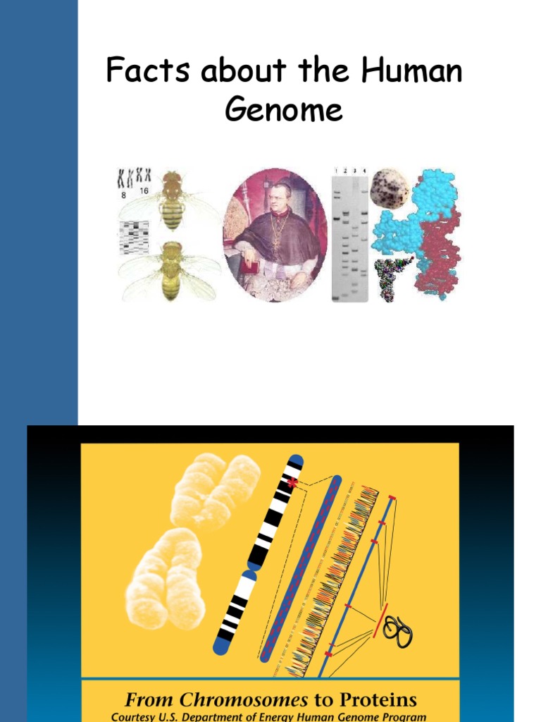 Human Genome Facts and Insights | PDF | Wellness | Young Adult