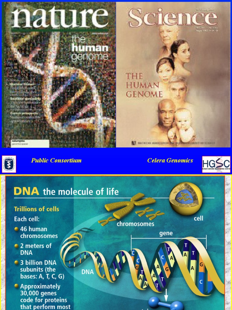 What Is The Human Genome Project | PDF | Whole Genome Sequencing | Dna ...