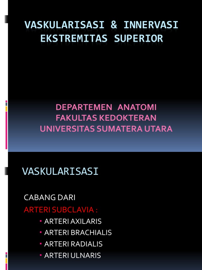 Anatomi Vaskularisasi & Innervasi | PDF