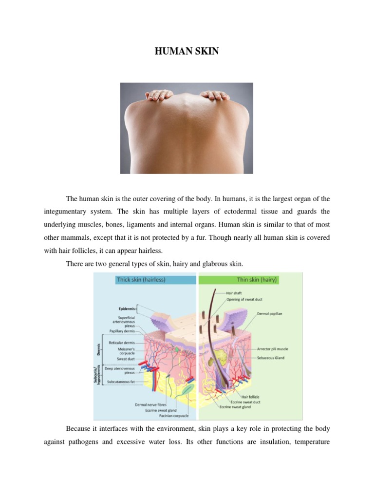 Human Skin 1 | PDF | Skin | Epidermis