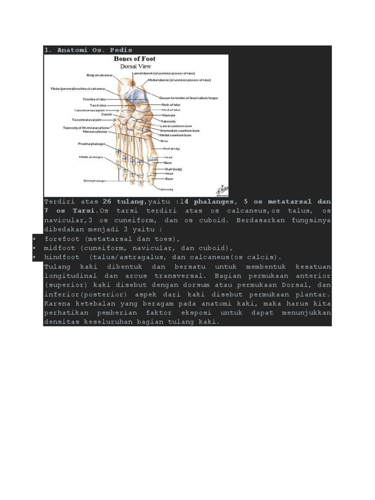 Pedis Anatomi | PDF