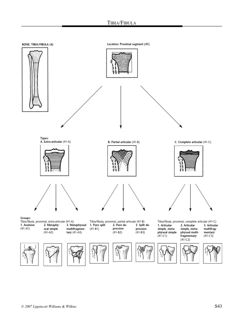 Ibia Ibula: © 2007 Lippincott Williams & Wilkins | PDF | Lower Limb ...