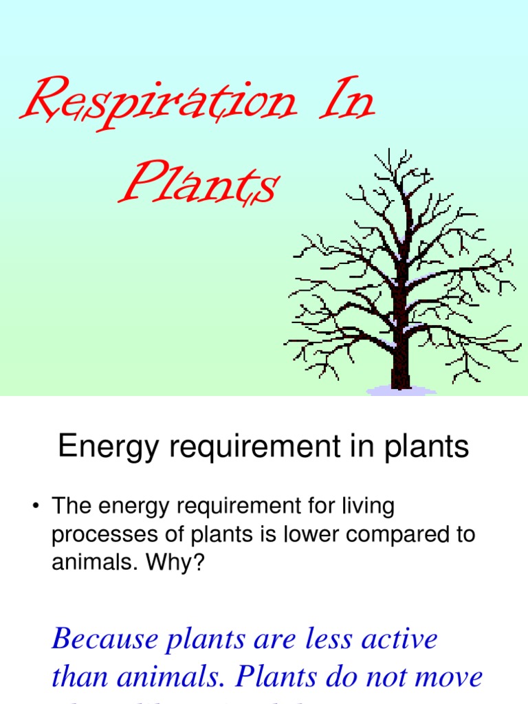 Respiration in Plant | PDF | Photosynthesis | Cellular Respiration