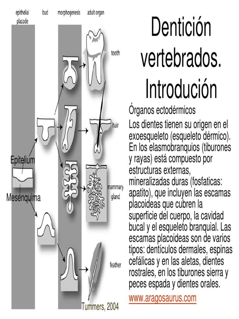 Denticion Peces | PDF | Diente humano | Zoología