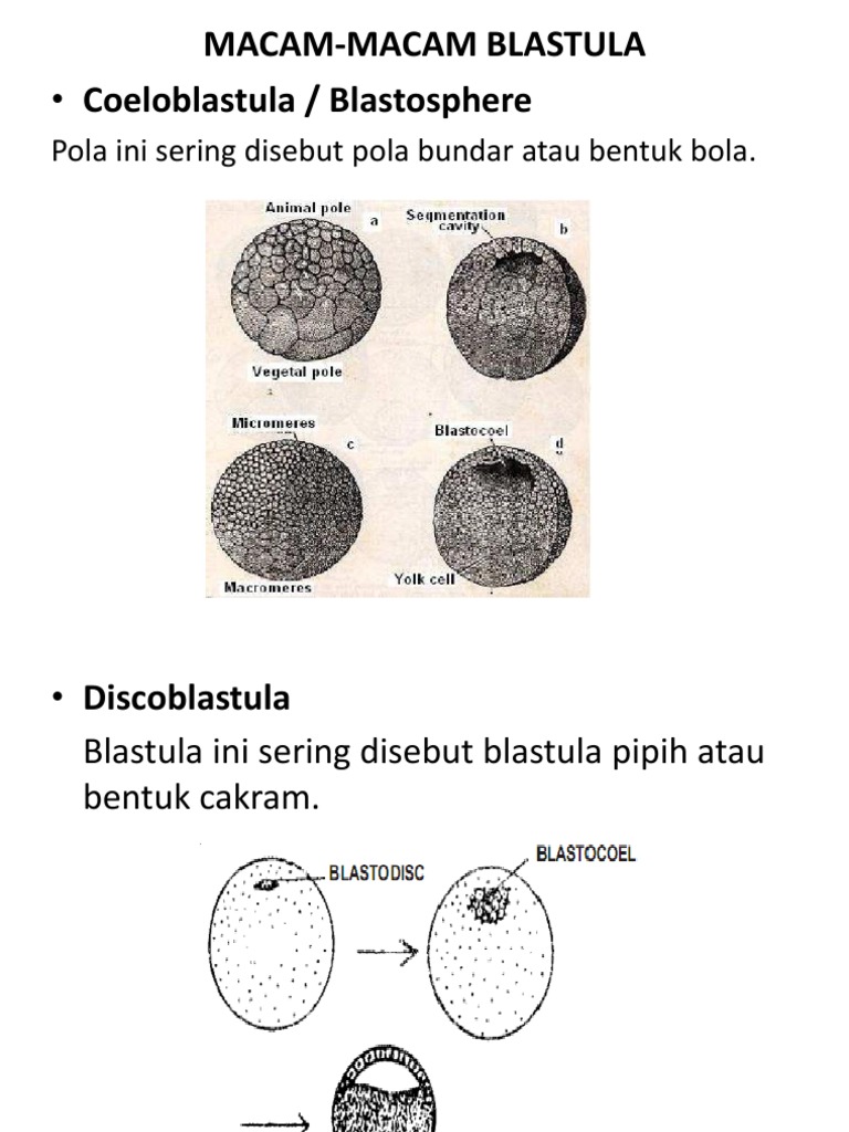 Blastula R