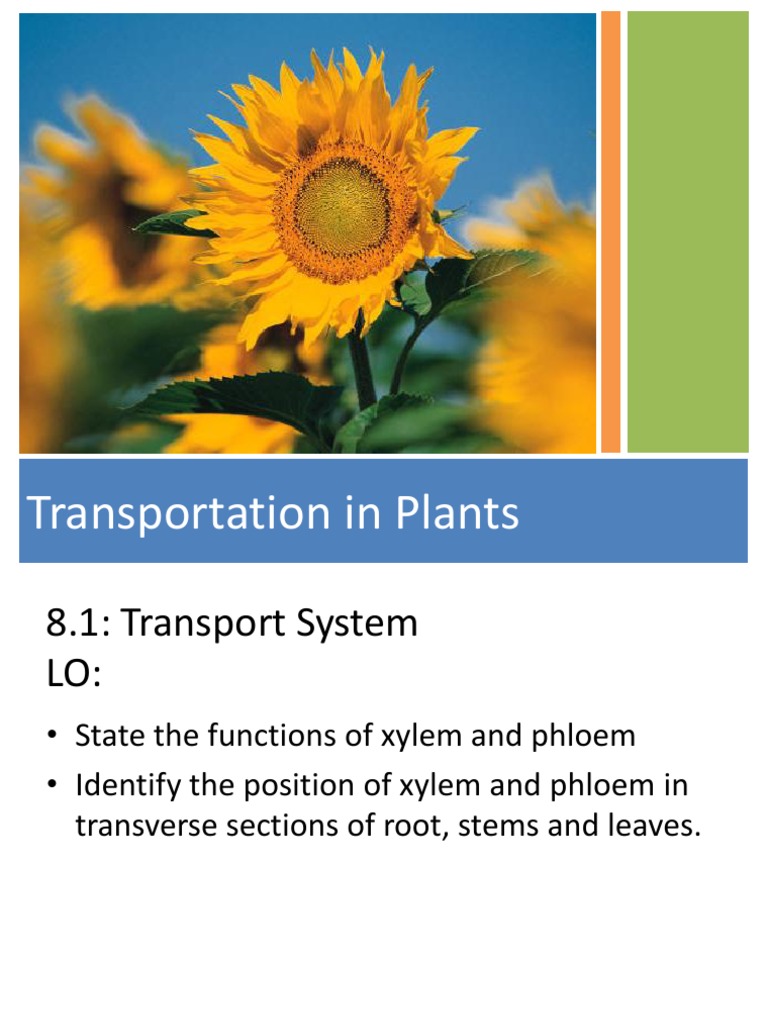 Y10 Plant Transport Lesson 1 | PDF | Root | Tissue (Biology)