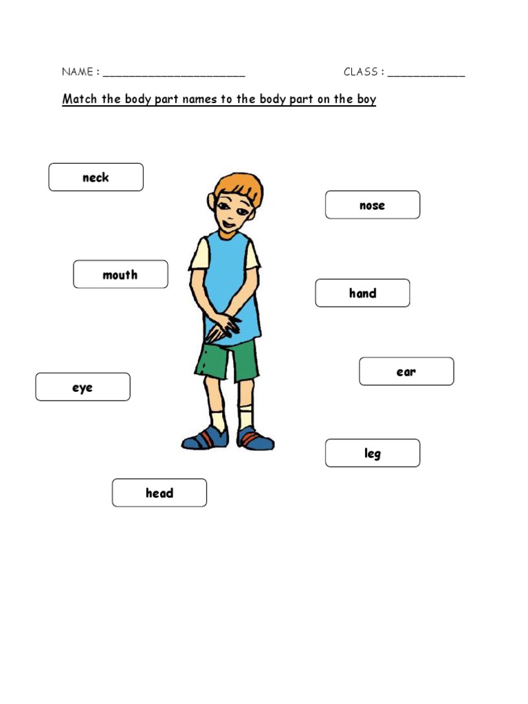Body Parts Matching Activity | PDF | Language Arts & Discipline