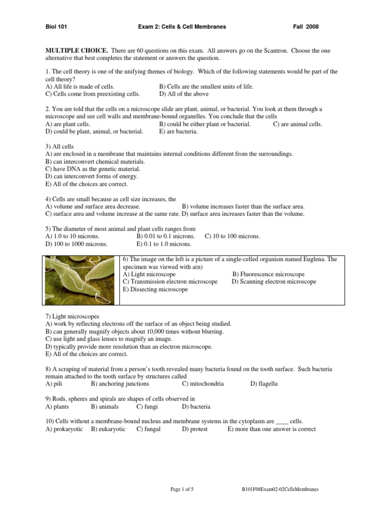 Animal Cell - Assessment1 | PDF | Cell (Biology) | Cell Membrane