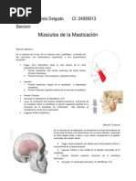 Anatomía y Funciones del Músculo Masetero | PDF | Anatomía | Cabeza y ...