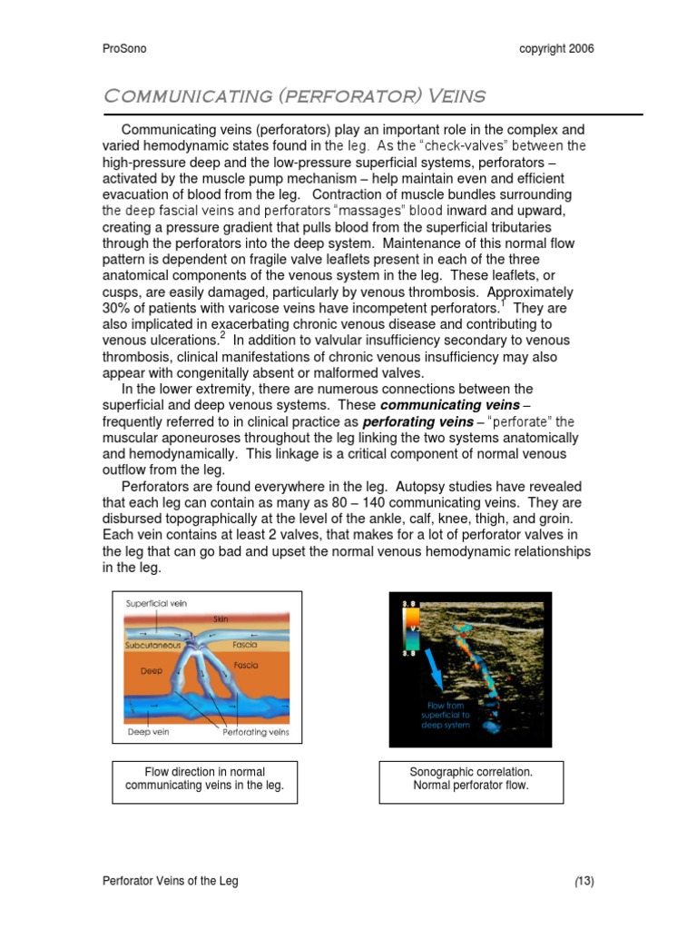 Vascular Perforator Anatomy | PDF | Varicose Veins | Vein
