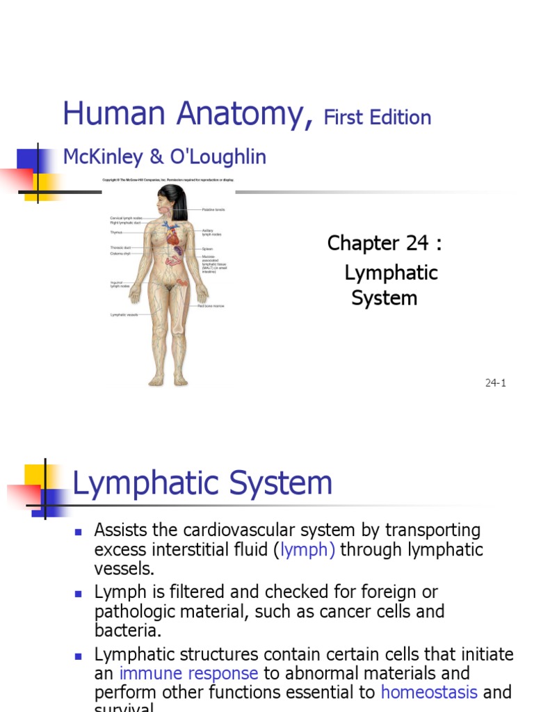 Human Anatomy,: First Edition Mckinley & O'Loughlin | PDF | Lymphatic ...